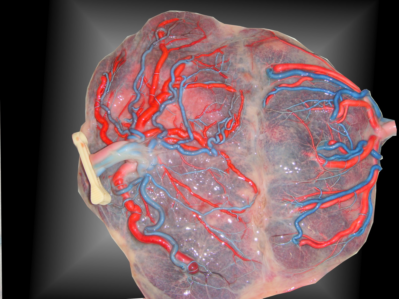 Site du CPDPN Strasbourg Alsace